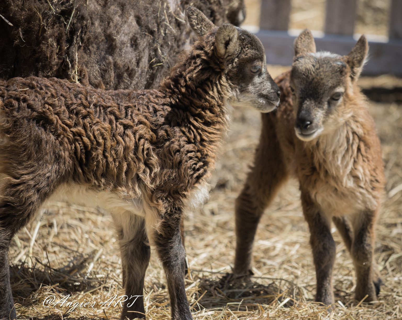 Breeding and Lambing in Soay - Countryside